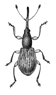 Leguminosas: plagas y enfermedades (noviembre 2024)